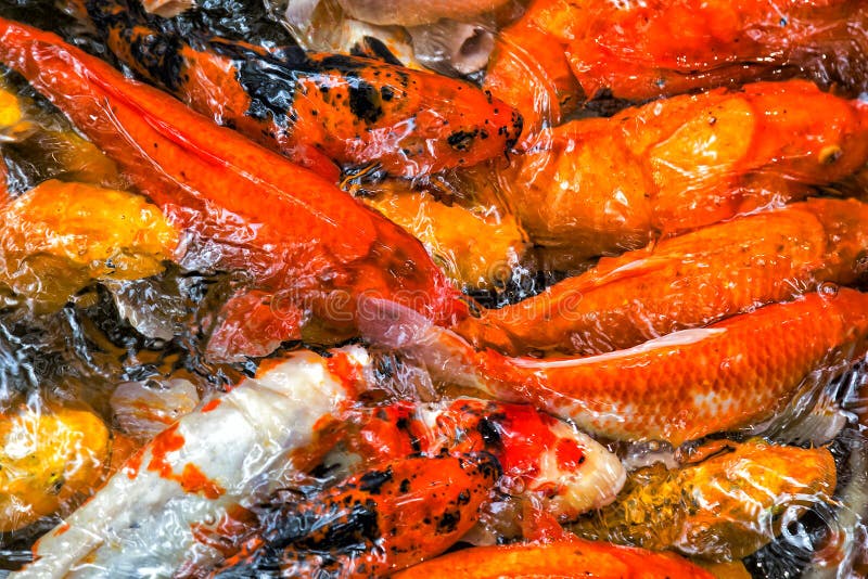 Large Group of Goldfish Collection Stock Image - Image of colored ...