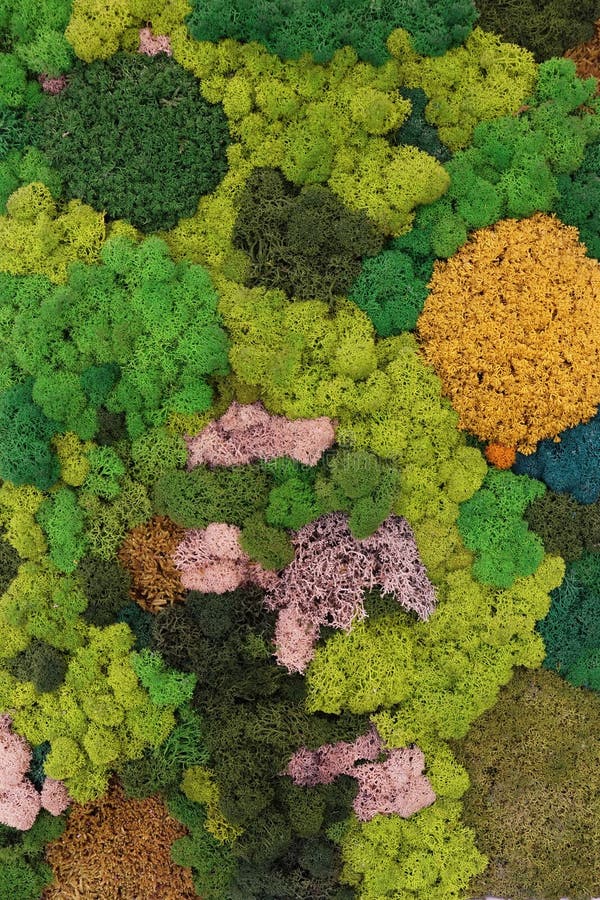 139 Preserved Lichen Moss Stock Photos - Free & Royalty-Free Stock ...