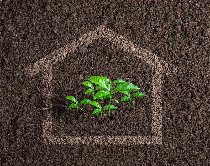 Ecological Live House Growing Concept Stock Photo - Image of green ...