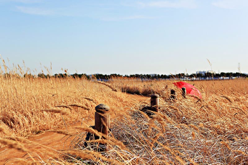 Korea ecological park editorial image. Image of field - 216321055