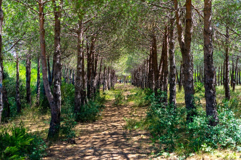 Ecological Path between Trees in the City Park Stock Image - Image of ...