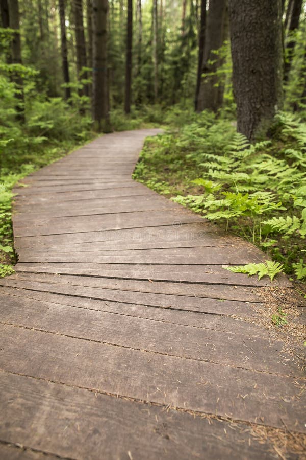 Ecological Path Made Out of Wooden Planks for a Walk in the Wood Stock ...