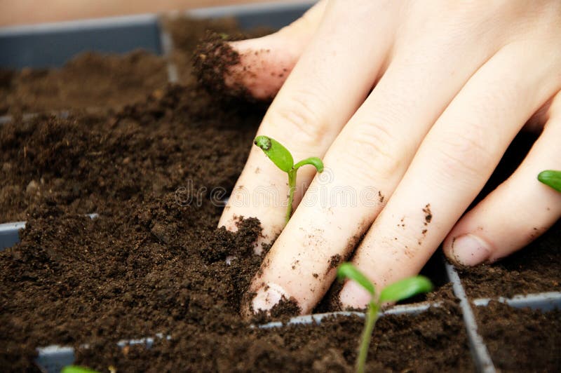 Plant in hand stock photo. Image of botany, flower, branch - 3974880