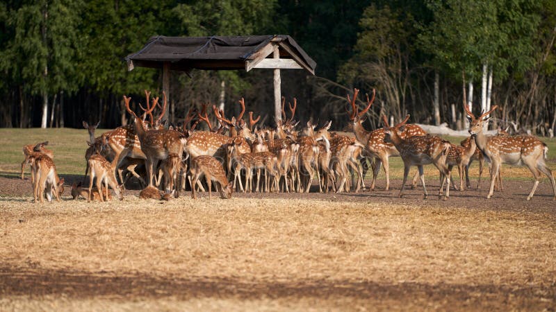 An Ecological Project To Revive the Population of Spotted Deer. a Large ...