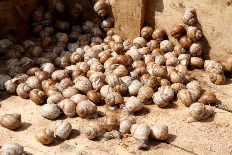 Ecological Snail. Farm for Growing Grape Snails. Snail Close-up on a ...