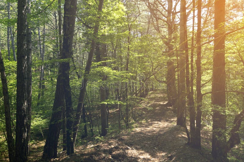 Ecological Trail, Tree Trunks in a Mountain Pine Forest, in the Morning ...