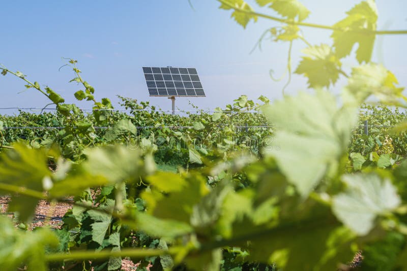 Vinyard Photovoltaic Stock Photos - Free & Royalty-Free Stock Photos ...