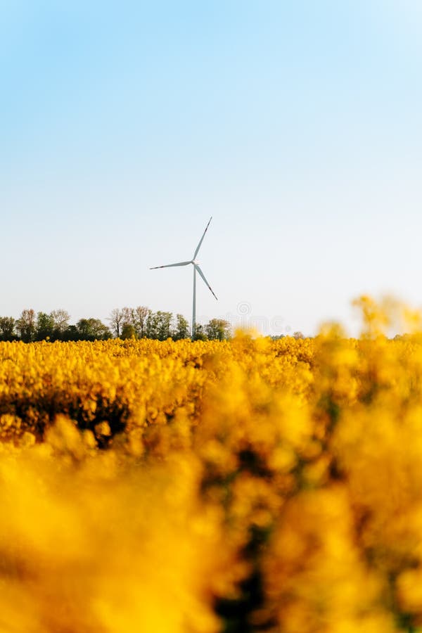 Ecological Windmill, in the Field Stock Image - Image of colour ...