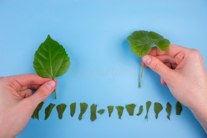 Ecologically Friendly and Sustainable Environment Concept. Plant Trees ...