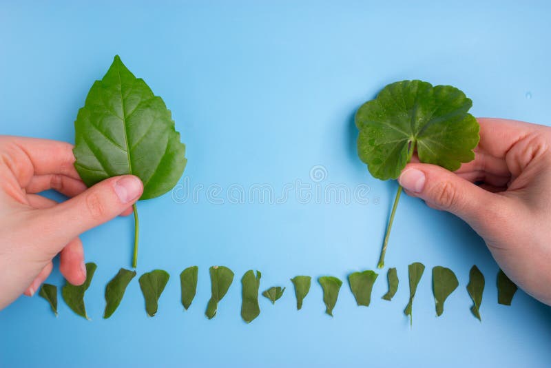 Ecologically Friendly and Sustainable Environment Concept. Plant Trees ...