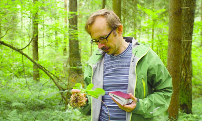The Ecologist in a Forest Examining Plant Stock Image - Image of ...