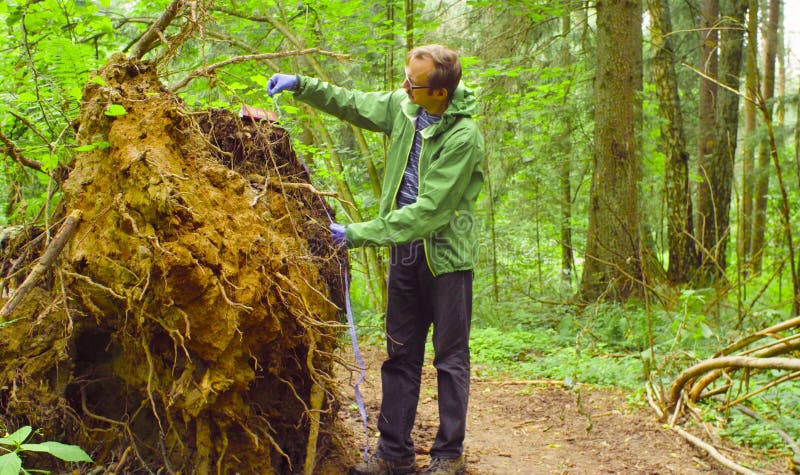 The Ecologist in a Forest Measuring a Tree Trunk Stock Image - Image of ...