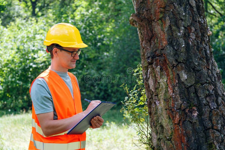 Ecologist with a Tablet Checks the Trees. Forester Worker Stock Image ...