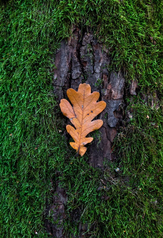 Ecology Concept. Fallen Oak Leaf with Moss Stock Photo - Image of ...