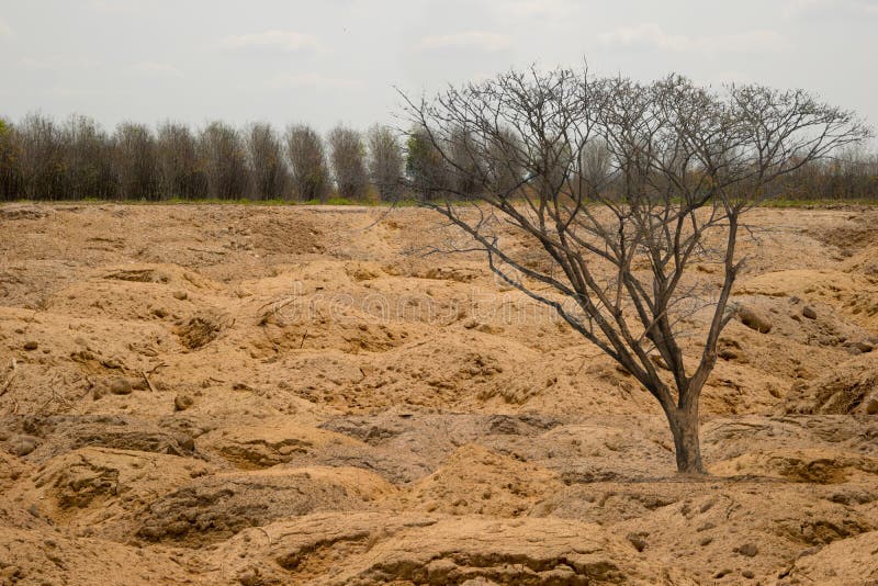 Ecology Concept Forest Drought and Forest Arid Stock Photo - Image of ...
