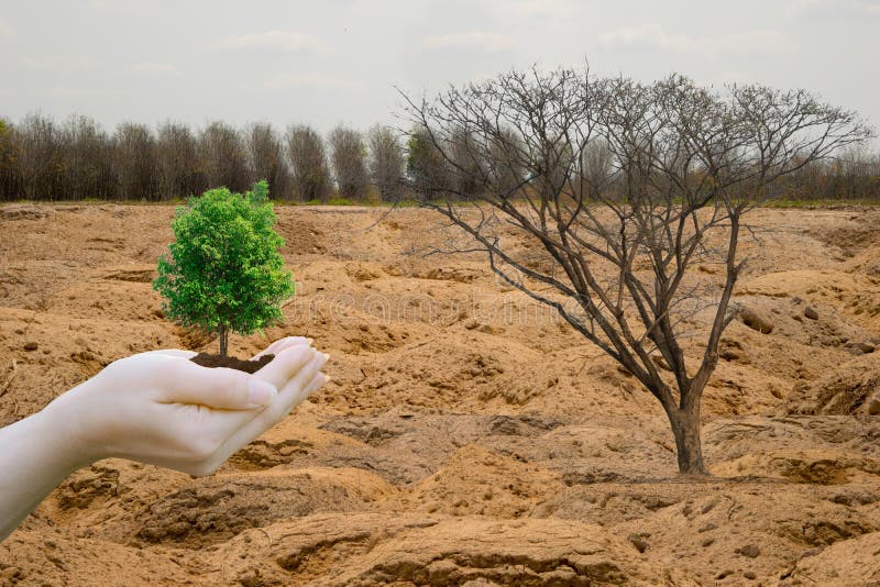 Ecology Concept Forest Drought and Forest Arid Stock Image - Image of ...