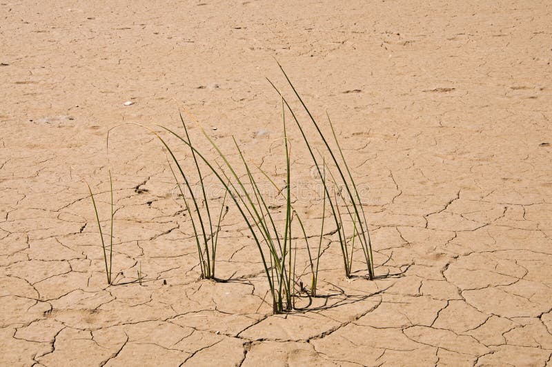 Green Sprout in the Dry Ground Stock Photo - Image of leaf, life: 23078836