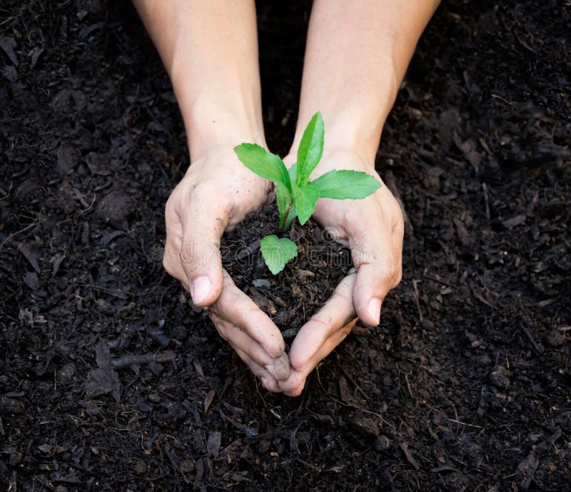 Ecology Concept Hands Holding Plant a Tree Sapling with on Ground Stock ...