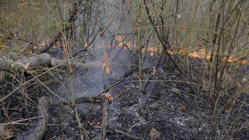 Ecology Damage after Burning Tropical Forest Caused by Human Stock ...