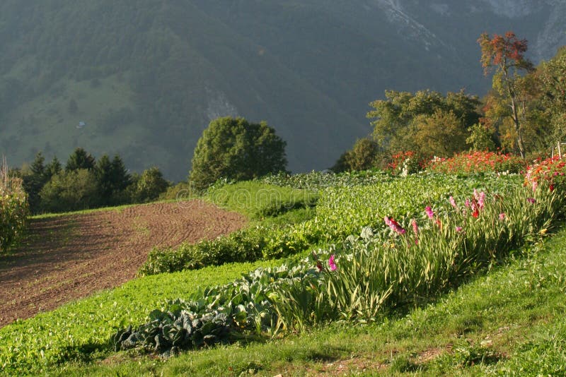 Ecology garden field stock photo. Image of green, sunny - 9152442