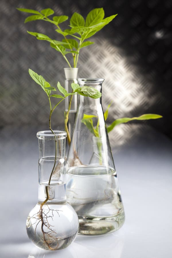 Ecology Laboratory Experiment Stock Image - Image of pharmaceutic ...