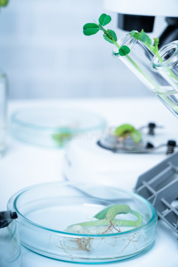 Ecology Laboratory Exploring New Methods of Plant Breeding Stock Photo ...