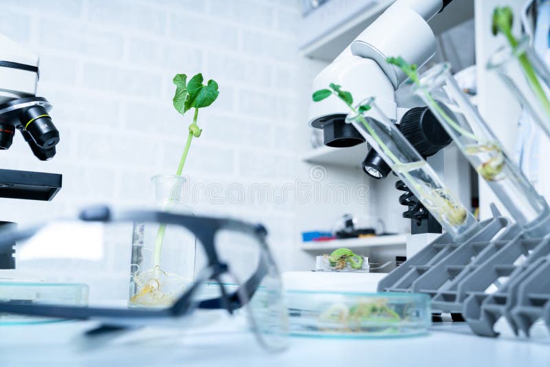 Ecology Laboratory Exploring New Methods of Plant Breeding Stock Image ...