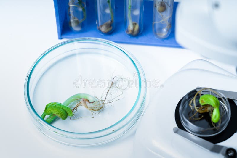 Ecology Laboratory Exploring New Methods of Plant Breeding Stock Photo ...