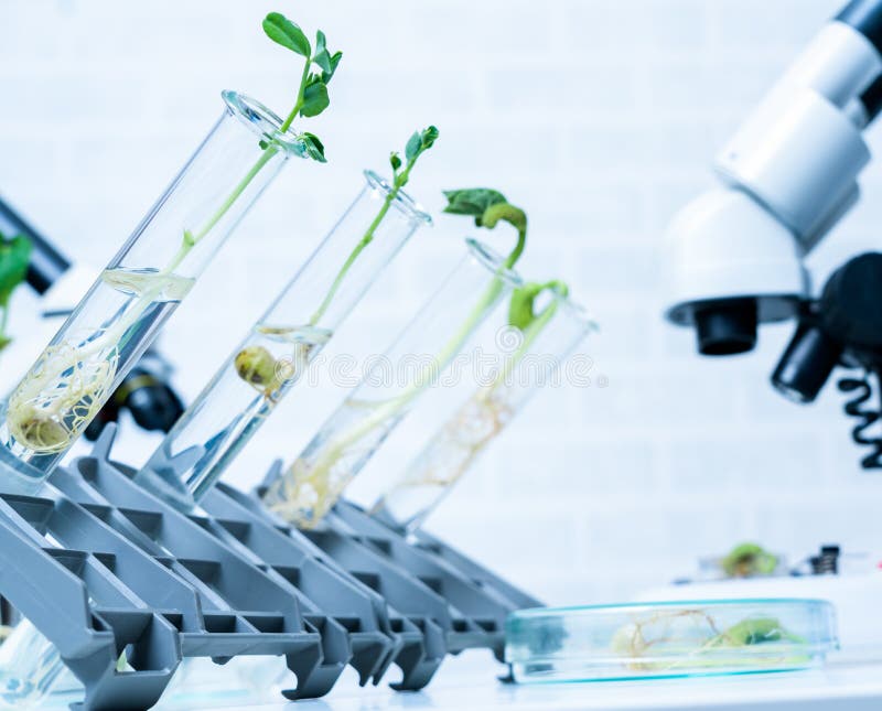 Ecology Laboratory Exploring New Methods of Plant Breeding Stock Image ...