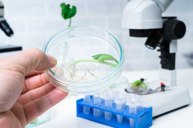 Ecology Laboratory Exploring New Methods of Plant Breeding Stock Image ...