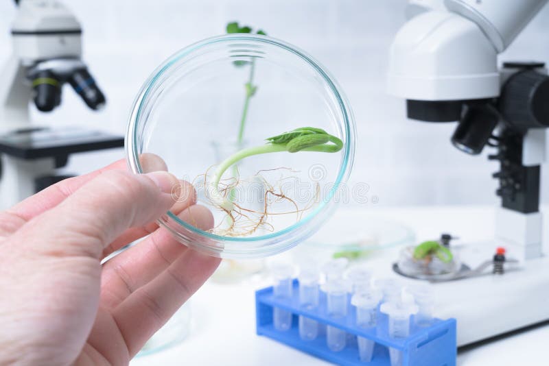 Ecology Laboratory Exploring New Methods of Plant Breeding Stock Photo ...