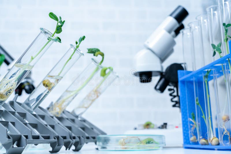 Ecology Laboratory Exploring New Methods of Plant Breeding Stock Image ...