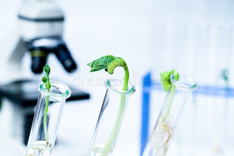 Ecology Laboratory Exploring New Methods of Plant Breeding Stock Photo ...