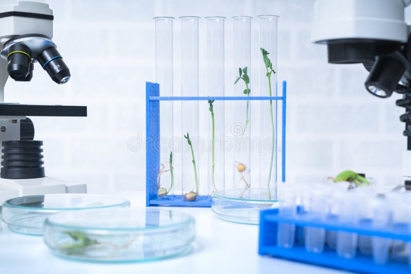 Ecology Laboratory Exploring New Methods of Plant Breeding Stock Image ...