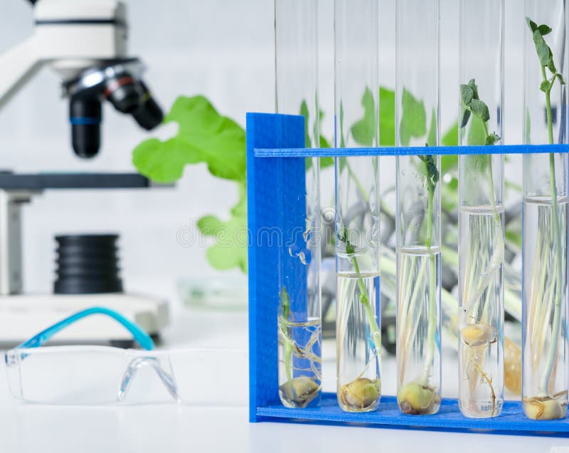 123 Plant Breeding Methods Stock Photos - Free & Royalty-Free Stock ...