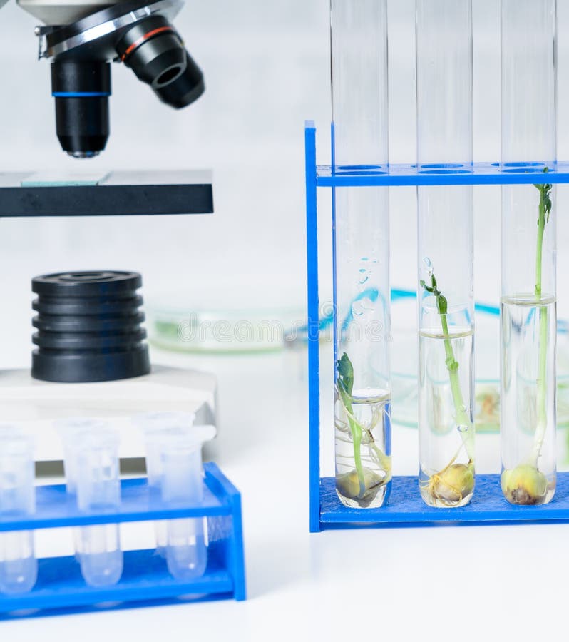 Ecology Laboratory Exploring New Methods of Plant Breeding Stock Photo ...