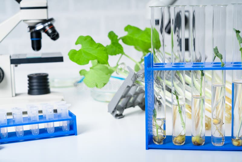 Ecology Laboratory Exploring New Methods of Plant Breeding Stock Photo ...