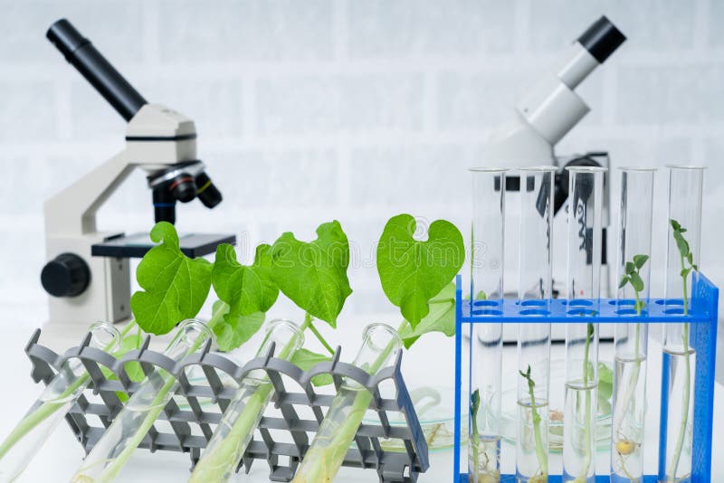 123 Plant Breeding Methods Stock Photos - Free & Royalty-Free Stock ...