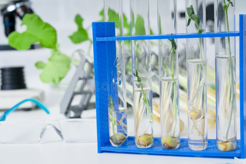 Ecology Laboratory Exploring New Methods of Plant Breeding Stock Photo ...