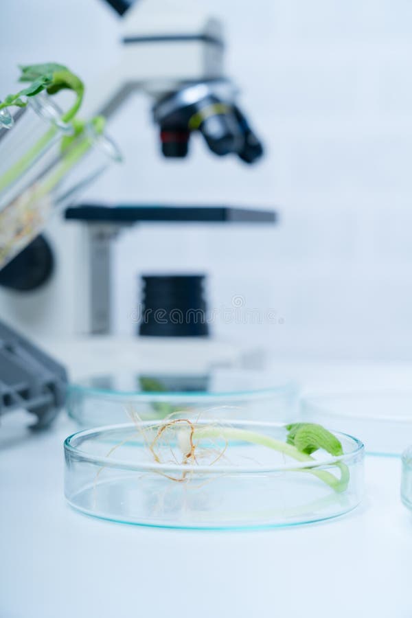 Ecology Laboratory Exploring New Methods of Plant Breeding Stock Photo ...