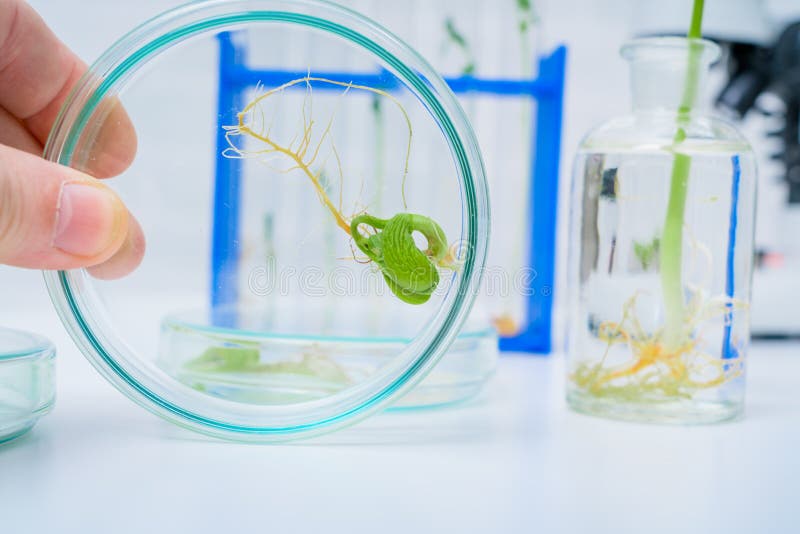 Ecology Laboratory Exploring New Methods of Plant Breeding Stock Photo ...