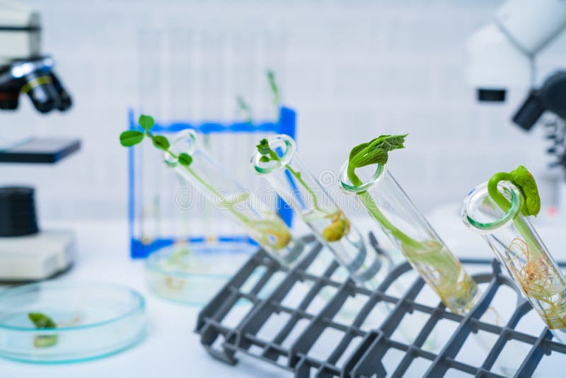 Ecology Laboratory Exploring New Methods of Plant Breeding Stock Photo ...