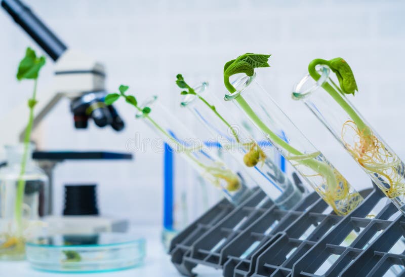 123 Plant Breeding Methods Stock Photos - Free & Royalty-Free Stock ...
