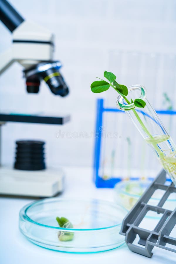 Ecology Laboratory Exploring New Methods of Plant Breeding Stock Image ...