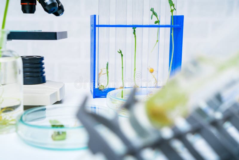 Ecology Laboratory Exploring New Methods of Plant Breeding Stock Photo ...