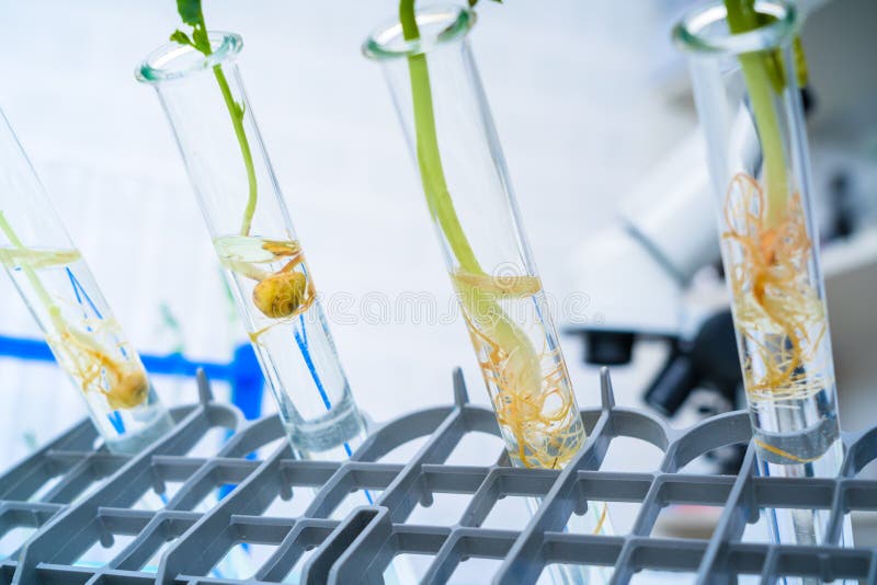 Ecology Laboratory Exploring New Methods of Plant Breeding Stock Image ...