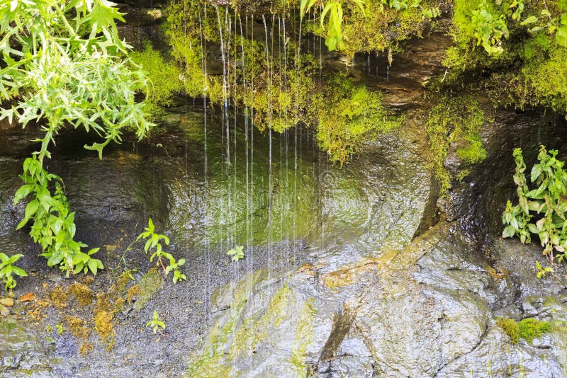 Ecology and Nature. the Source of Clean Drinking Spring Water among ...