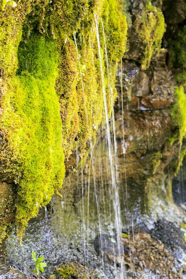 Ecology and Nature. the Source of Clean Drinking Spring Water among ...