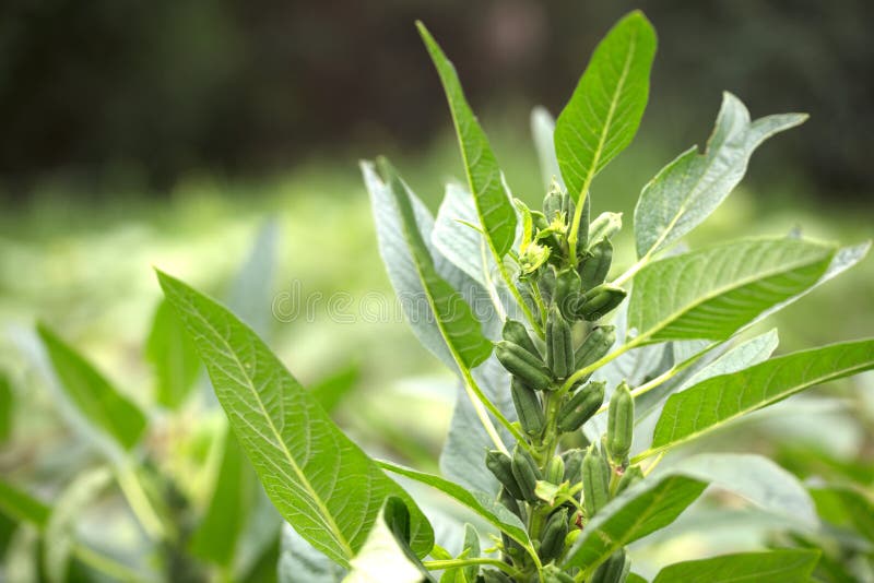 Economic Crop Sesame in Farm Stock Image - Image of green, vitality ...
