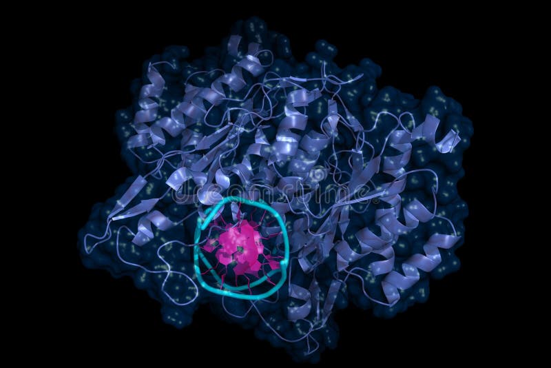 EcoRI model stock illustration. Illustration of nucleic - 96097548 EcoRI model stock illustration. Illustration of nucleic - 96097548